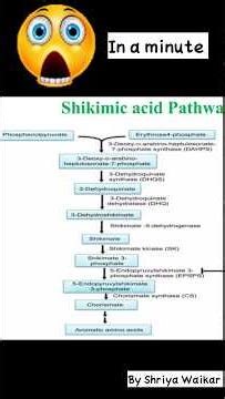 shikimic acid pathway #biosynthesis pathway phenolic #plantphysiology