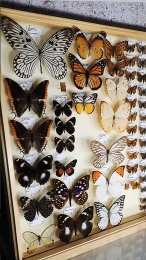 BEAUTIFUL BUTTERFLIES & MOTHS IN INSECTS COLLECTION. ENTOMOLOGY MUSEUM AT HOME OF ENTOMOLOGIST.