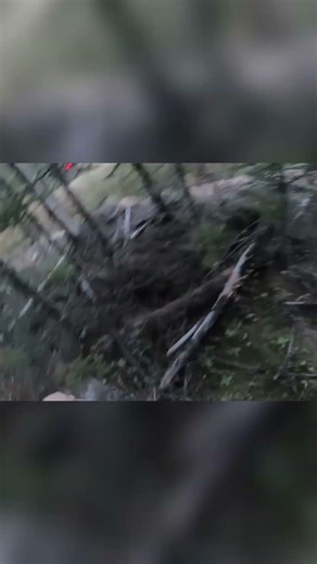 Ruffed Grouse Hunt: The Gold Standard! #shorts