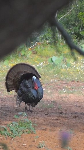 You gotta love turkeys in full strut!!!! #huntingseason #hunting #huntgram #deers #deerhunting #whitetaildeer #deercamp #hunters #outdoors #Hunter #bucks #buck #ohio #huntinglife #deerseason #deer #deerseason2022 | Hunting On The Edge