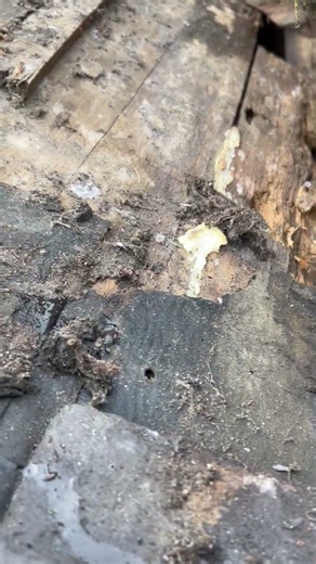 What a mess #leadgutter #Roofing #Bideford #NorthDevon, roof leak fixed 💪🏽