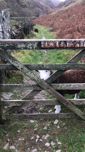 Saying hello to a friendly sheep 😁👋
