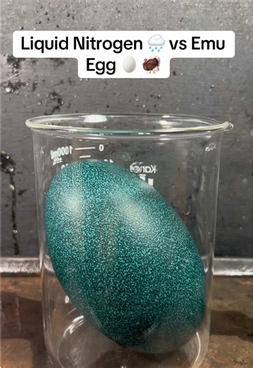 Liquid Nitrogen vs Emu Egg: A Unique Experiment