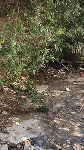 68K views · 3K reactions |...