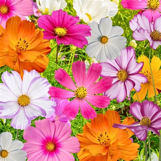 MIX Cosmos Flowers , 10 Cosmos Varieties, 140 Seeds Fast Shipping - Etsy Canada