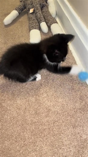 Cute cat... #kittens #cat. | pinki the cat