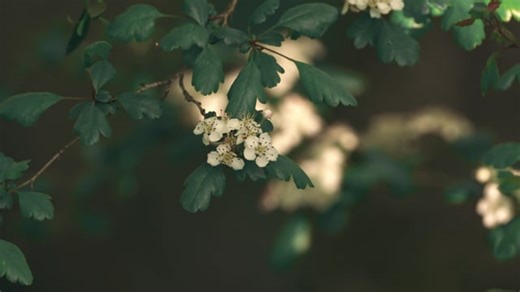 Free video - Tree, Leaves, Wood, Forest, Green