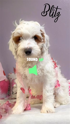 Pine Lodge Labradoodles on Instagram: "Blitz is quite the character. And a real love bug. Blitz will grow up to be a medium size Australian Labradoodle, around 30 pounds. He is fully vaccinated, sleeps through the night in a crate and uses a doggy door to do his business. If you are looking for a pal that loves life, this is your little man. Call or Text Pine Lodge Labradoodles (541) 262-0202 #pinelodgelabradoodles #australianlabradoodle #ald #pinelodgelabradoodlefamily #australianlabradoodlepup