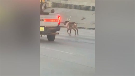 Video: Caltrans workers attempt to corral reindeer trotting along 5 Freeway