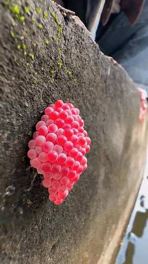 416K views · 2K reactions | #snailbreaking #snailegg | Creative Plus | Facebook