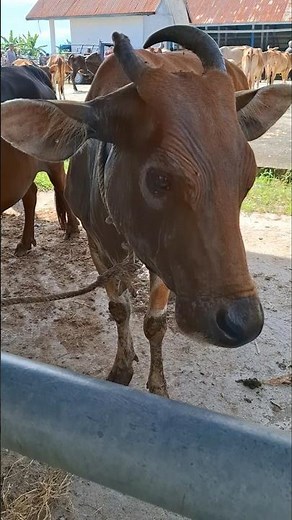 sapi lucu, sapi bali #shorts #cow #bull