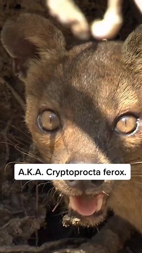 Meet Madagascar’s Largest Carnivore: The Fossa
