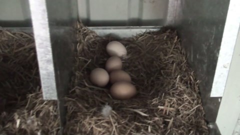 Easy clean chicken nesting boxes