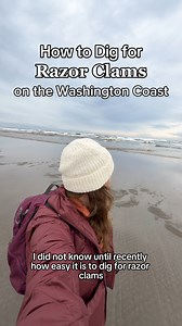 Searching for razor clams is a classic Washington activity. For a fun day out on the coast, here are some clamming tips and where to find dates for upcoming digs and required licenses. 📹: voyageswithval | State of Washington Tourism