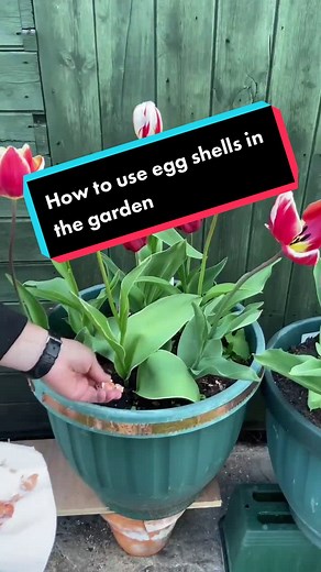 How to use old eggshells in the garden #didyouknow #learnontiktok #plants #plantdad #planttok #tiktokdiy