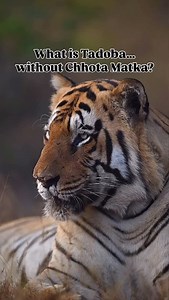 A father, a protector, a king… now fighting for survival. He was born in 2016, son of Matkasur, the mighty tiger of Tadoba, and Choti Tara, the gentle queen. From his father he inherited power, from his mother calm wisdom. He grew up with his brother, until fate struck—an electrocution cut his sibling’s life short, leaving Chhota Matka with a fire that shaped his destiny. From a young cub, he grew into a fearless tiger. Through battles with powerful rivals like Mowgli and Bajrang, he carved out 