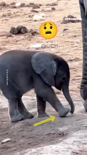 Elephant calves are born with a short trunk and gradually master it in their first months of life. | The Kiwi
