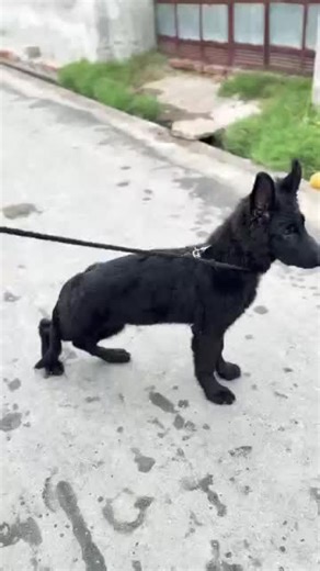 Unfreeze My Account: A Guide for Dog Owners