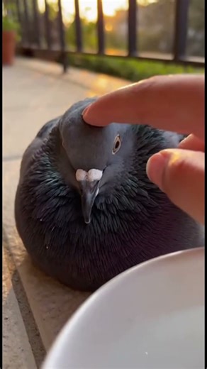 This Exhausted Bird Needed a Break… #shorts