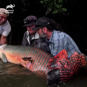 797K views · 2.7K reactions | The arapaima is like a living torpedo swimming in the depths of Amazon, ready to ram into anything or anyone in its path. #FishorDie | Animal Planet | Facebook