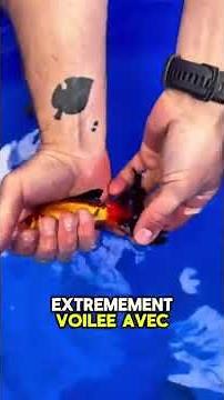 Les Bristols sont arrivés chez Aquiflor 🐟 Une variété de poisson rouge rustique ❤️ Nageoire caudale