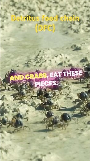 Breaking down to build up : The detritus food chain !