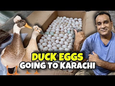 Biggest Duck Farm in Pakistan | Ducks Eggs For Sale in Pakistan