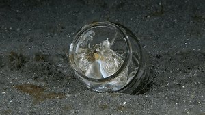 Coconut Octopus Amphioctopus Marginatus Found Glass Stock Footage Video (100% Royalty-free) 1101683749 | Shutterstock