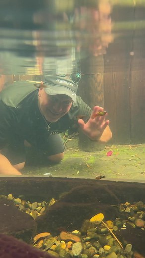 A Koipond with its own viewing window built by @Florida Puddle Pros #koipond #koi #ilovemyjob