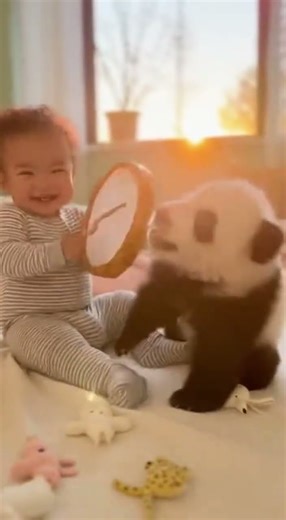 Panda tries to dance to baby's drum solo 🐼| Baby Bee