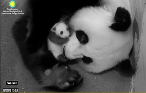 WATCH: Washington DC's giant panda cub gets first veterinary exam