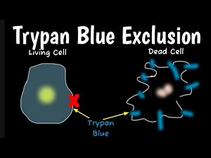 Cell Count With Trypan Blue Exclusion |