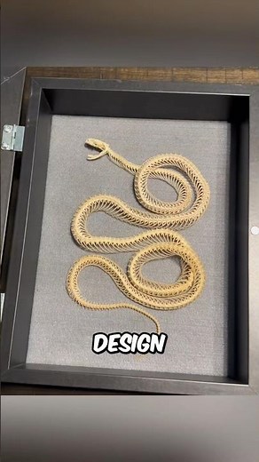 Snake skeleton art #facts #animalfacts #wildlife