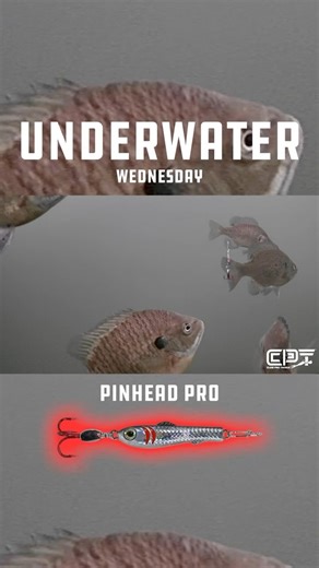 2.4K views · 73 reactions | This spoon has the perfect injured minnow profile that dances in place when jigged, and its classic sleek spoon design gets down to the school fast. #pinheadpro #underwaterwednesday #clamoutdoors #cpt | Clam Outdoors | Facebook