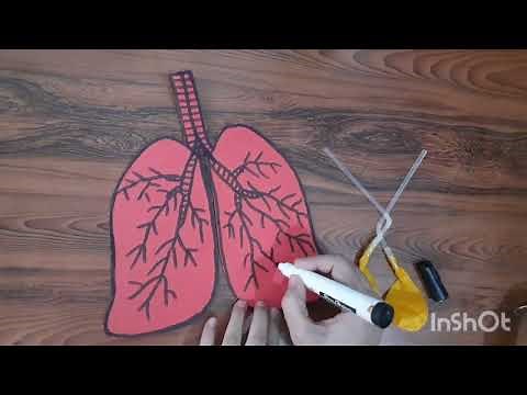 3D Model of respiratory system, Human Respiratory System, Science Project, 3D Lungs Working Model