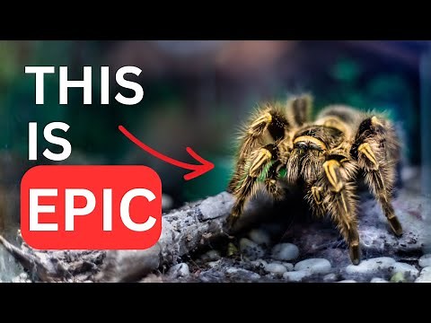 The ULTIMATE bioactive tarantula enclosure setup! (DIY)