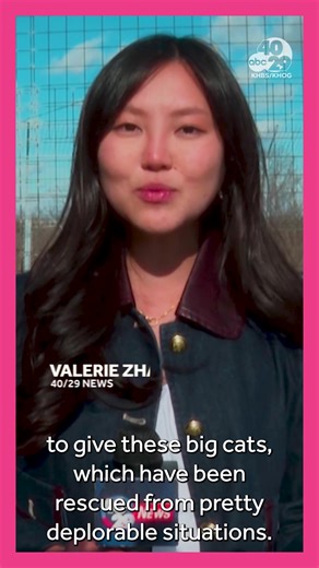 Turpentine Creek Wildlife Rescue in Eureka Springs, Arkansas gives big cats Christmas trees for enrichment. | 40/29 News -- Fort Smith & Fayetteville, Arkansas