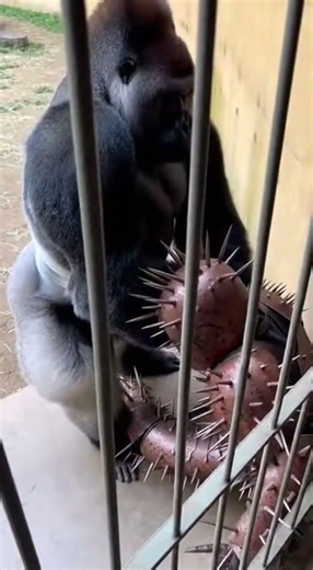 Gorilla vs the Spiked Man 😱🦍| AI Video | Vivid Ai