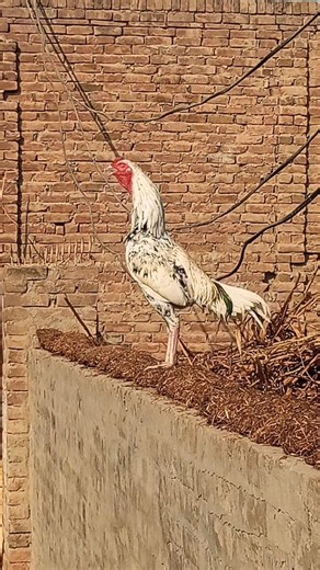 Aseel Rooster Crowing Sound | Powerful Asil Murga Voice | Rooster Crowing Compilation 2025