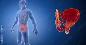 Pelvic bone, hip bone x-ray style, internal organs 3D render, anatomy of the human body, blue background