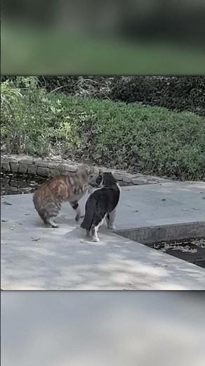 Wildest Cat Fights and Shocking Attacks Caught on Camera