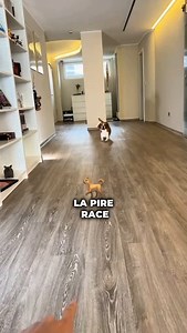 166K views · 3.5K reactions |  Le Beagle, la PIRE race de chien ?!...