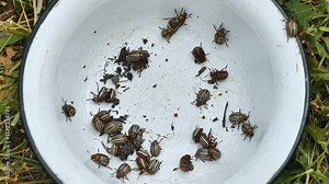 Colorado potato beetles are crawling in a white bowl placed on grass, showcasing a common pest control method