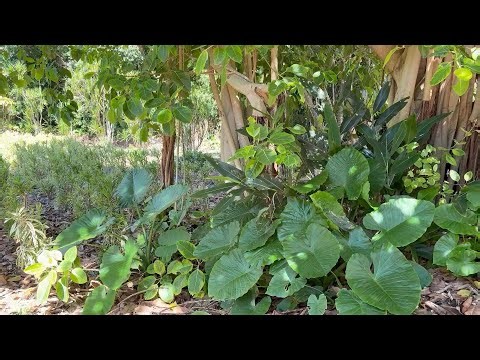 Okinawa Slow Living VLOG 01: A Quiet Morning with Plants, Cat & Sea | Silent VLOG ASMR