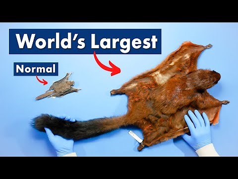 Flying Squirrel Specimens But They Keep Getting Bigger