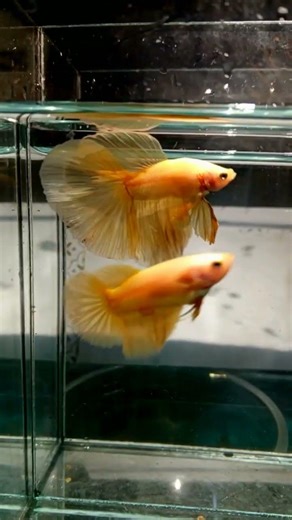 The Most Stunning Betta Fish You've Ever Seen #bettafish #bettafishfight #betta #fish