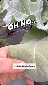 Problems in the Broccoli!! If brassicas, such as Calabrese, begin to show red discolouration on the leaves, this could be one of three possible problems, all relatively harmless and easy to solve. High or low temperatures, and/or bright sunlight and low water levels can cause stress to the plants, and they respond by colouring the leaves red. The red colour will slow water loss as it slows down photosynthesis and protects the plant for damage from the stresses it is experiencing. Another possibi