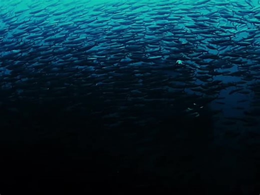 Discover the Majestic Orca: Nature's Perfect Predator