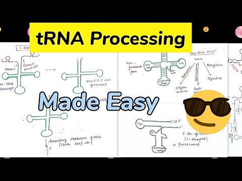 tRNA Processing ||Made easy😎