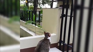 1.5K views · 29 reactions | Meet 'Able the cat' who was horrifically electrocuted by loose wires in the street when he was just one-year-old. Hundreds of volts surged through his body frying his tail and two front paws. Two years later he has made a full recovery - having learned how to negotiate flights of stairs, chase other cats and jump up walls by ''bouncing like a kangaroo''. Truly amazing! | Clitheroe Advertiser | Facebook
